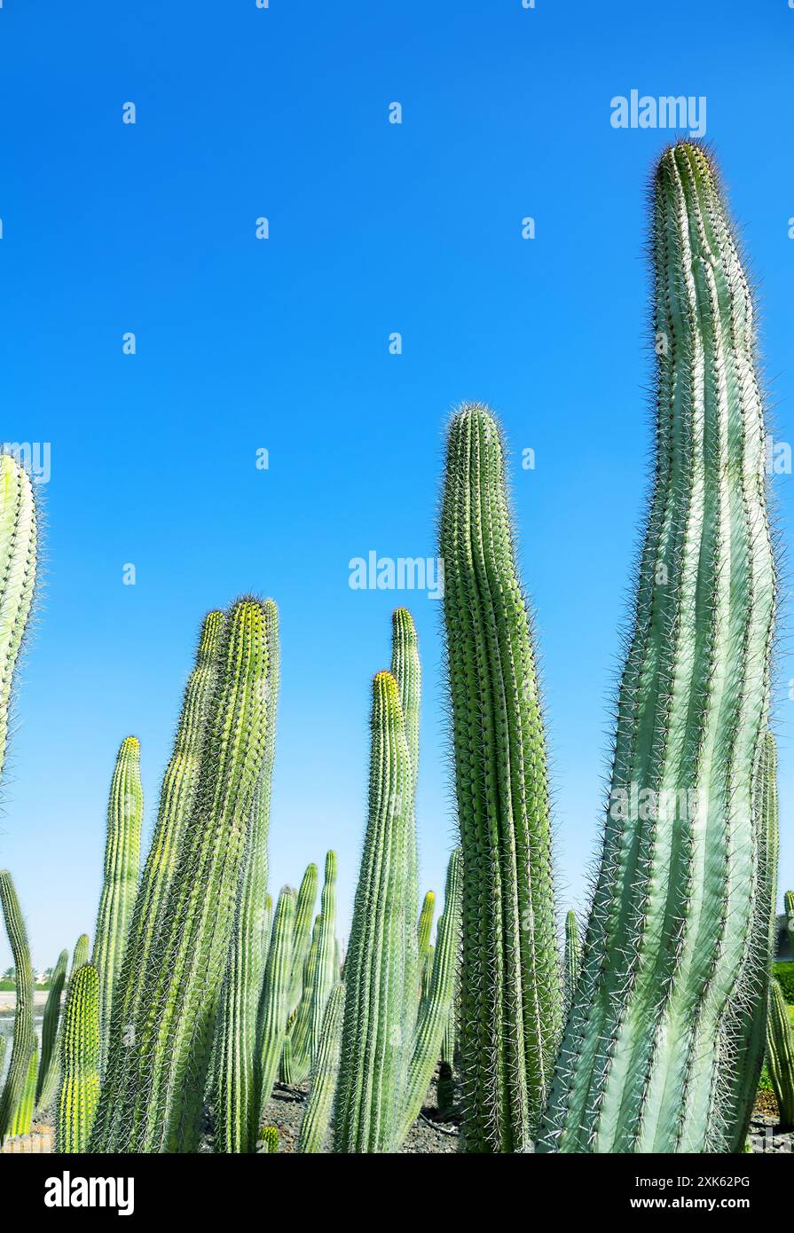 Pachycereus pringlei (also known as Mexican giant cardon or elephant ...