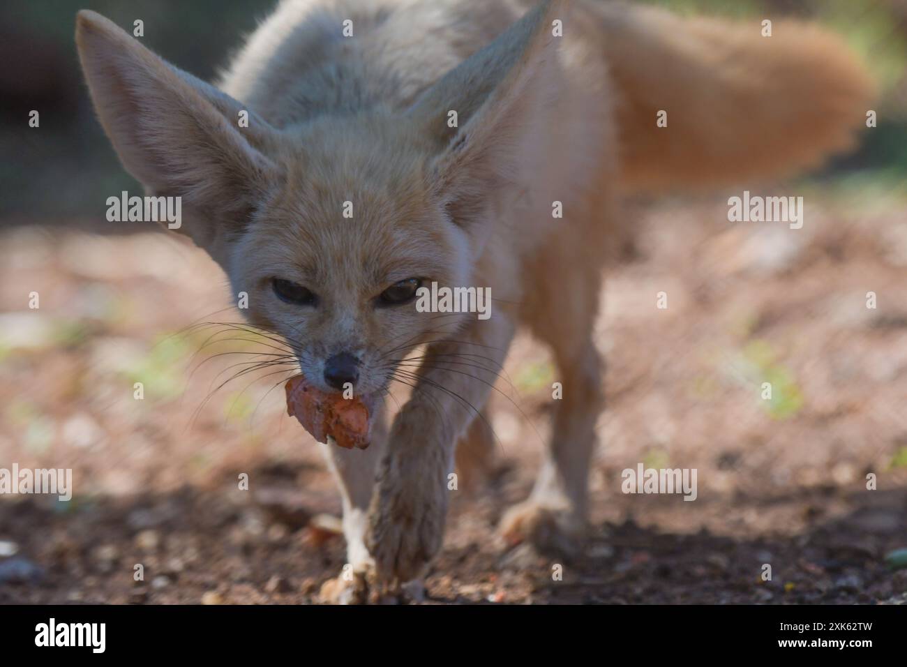 Africa canidae desert fox fennec hi-res stock photography and images - Alamy