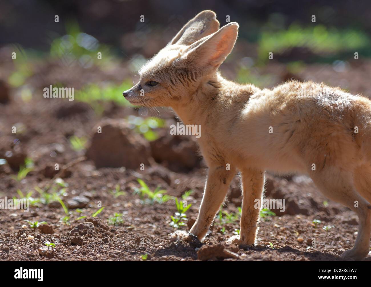 Fennec fox front hi-res stock photography and images - Alamy
