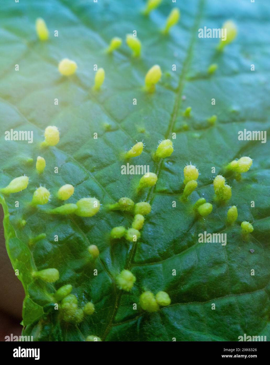 Blister galls hi-res stock photography and images - Alamy