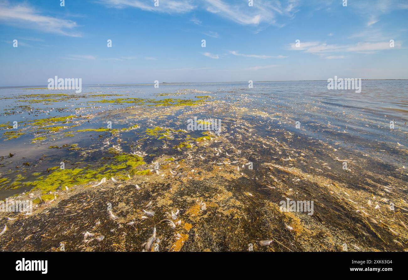 Shallow lake with blooming water (eutrophication). But the abundance of ...
