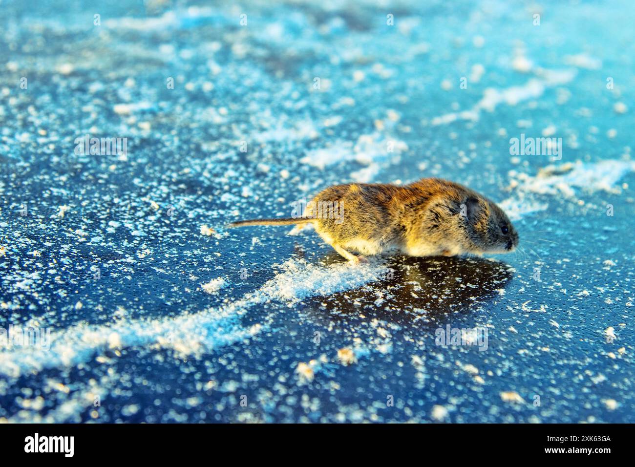 Red-backed vole (Clethrionomys glareolus) runs on ice. Mice migrations ...