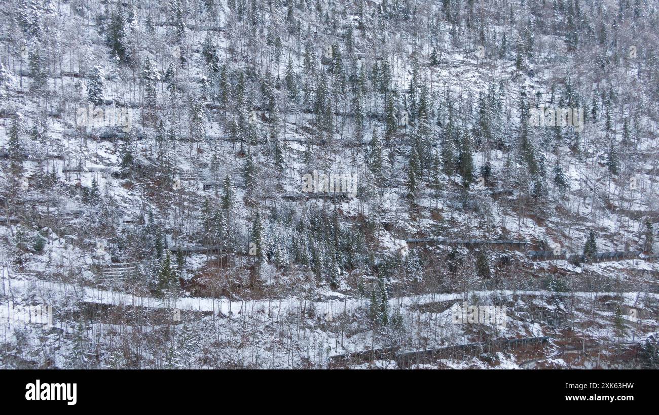 Aerial view on trees covered with snow in Hallstatt, Austria. Top view ...