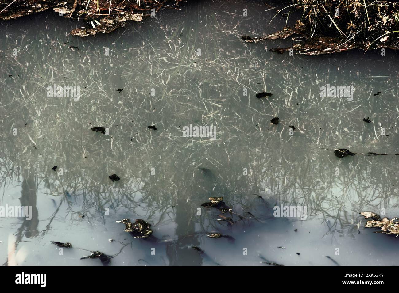 This is the sewer channel of almost dead, clusters of dead organic ...