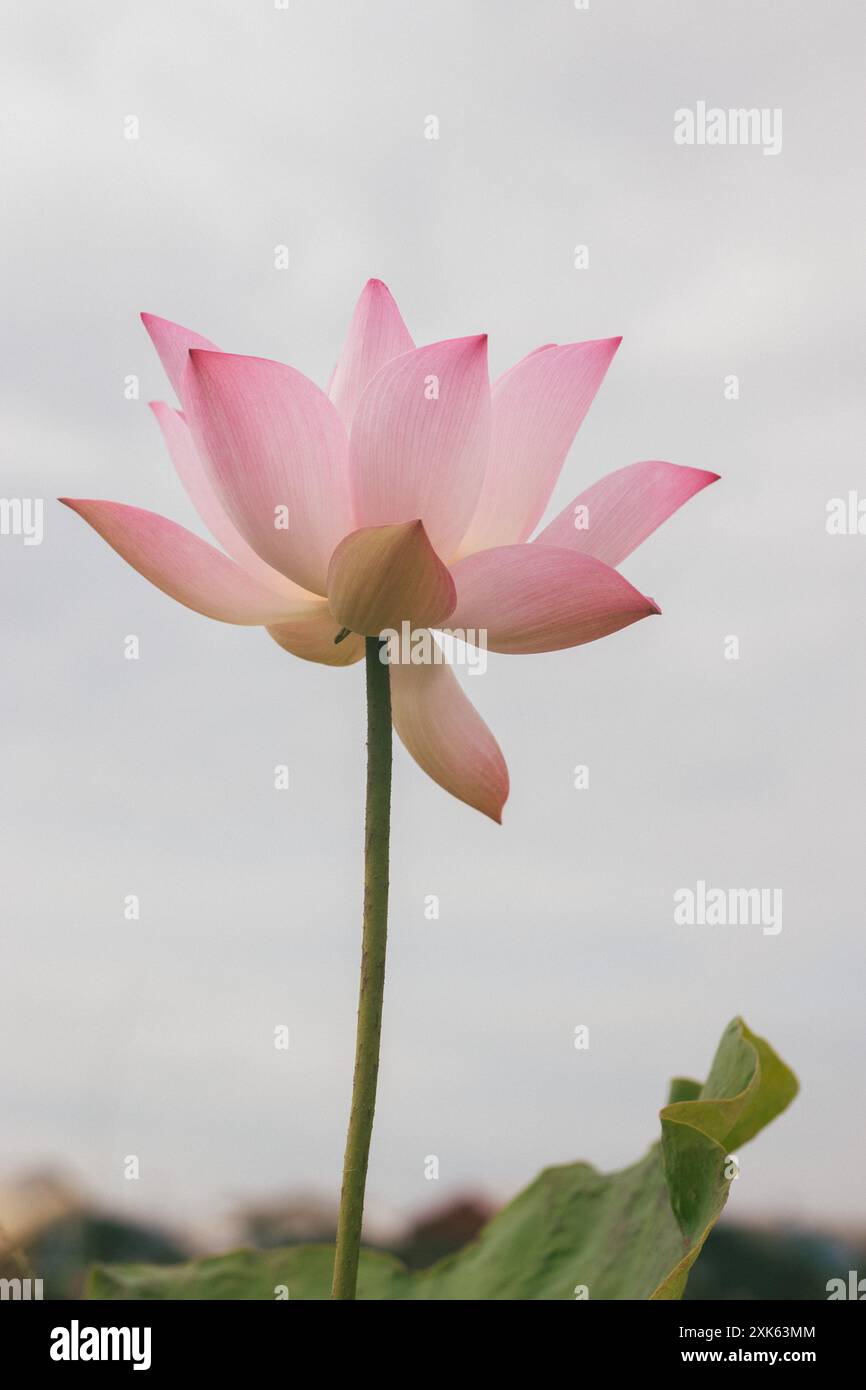 The lotus flower symbolizes purity and resilience and blooms gracefully ...