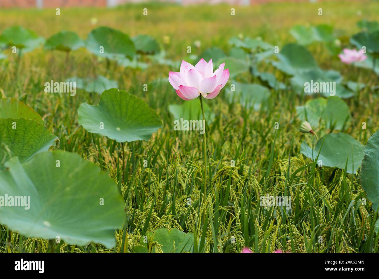 The lotus flower symbolizes purity and resilience and blooms gracefully ...