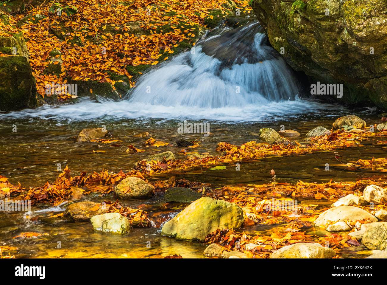 Fall leaves carpet the rocks in late afternoon at Rocky Fork Falls in ...