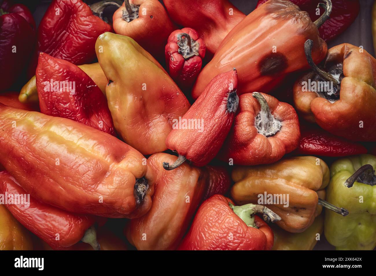 Rotting fruits - Bulgarian sweet pepper background, which began .to rot ...