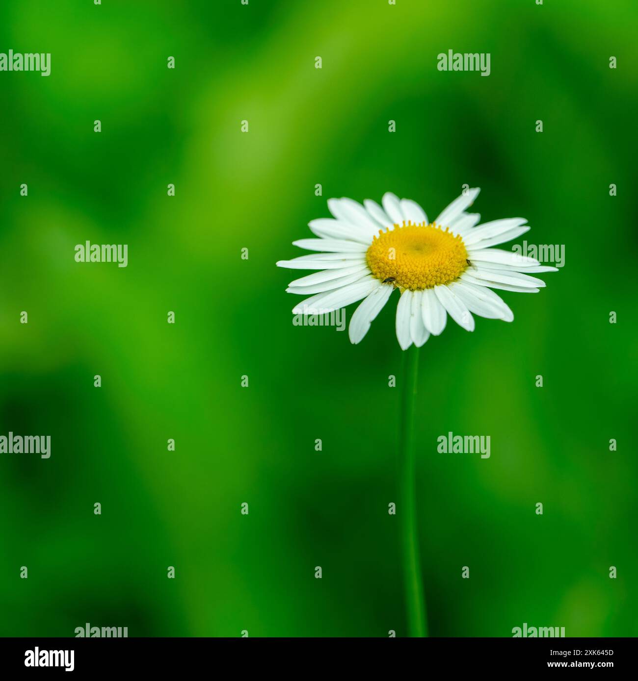 Single white daisy with yellow center in focus, set against a blurred ...