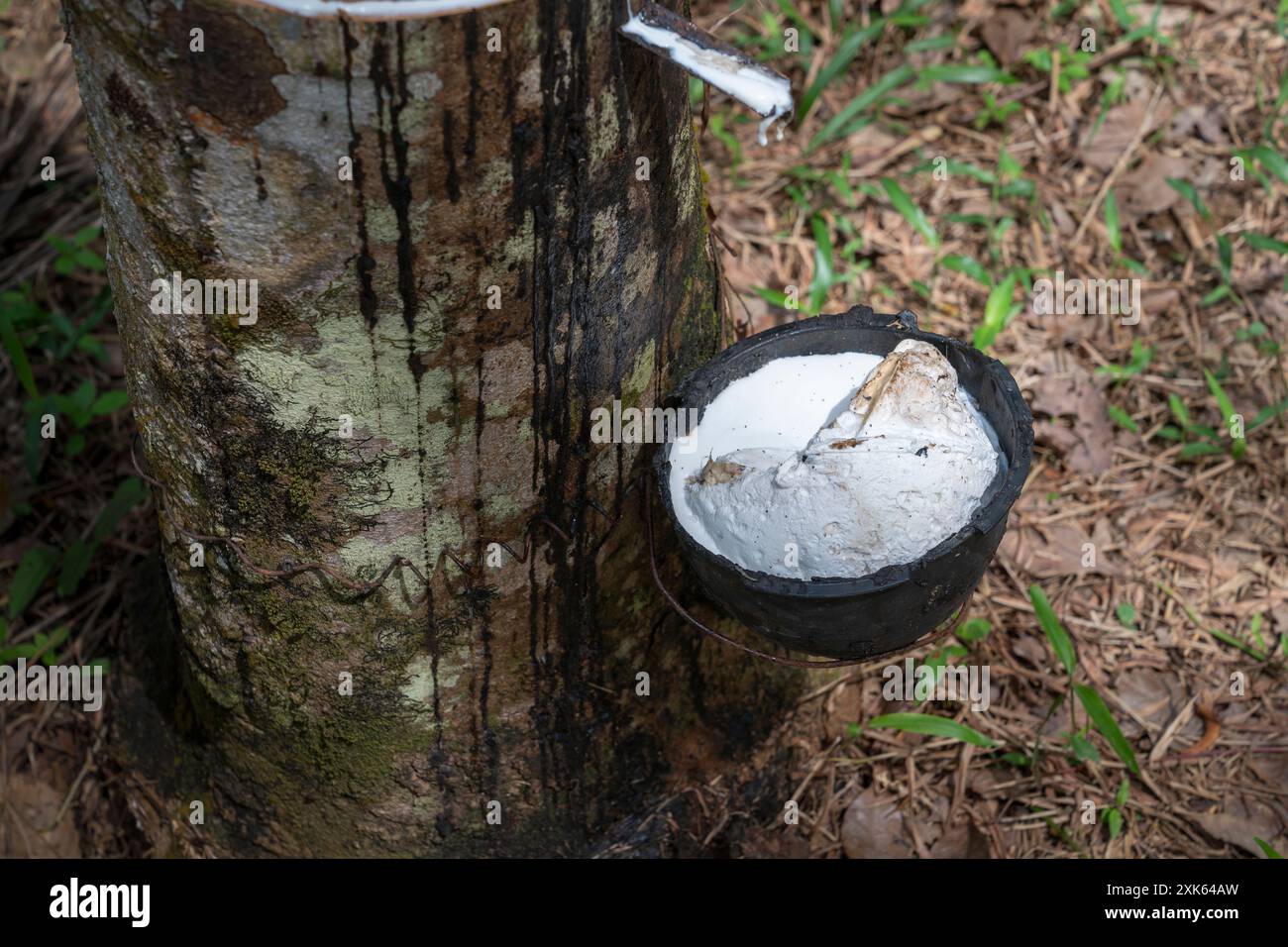Close-up image of latex being collected from a rubber tree in a ...