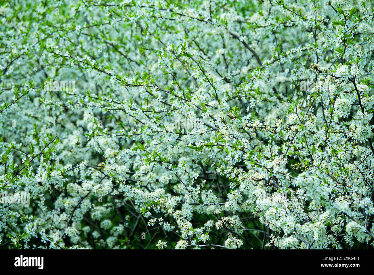 Blackthorn (Prunus spinosa) thornbush. Plot of forest-steppe, blooming ...