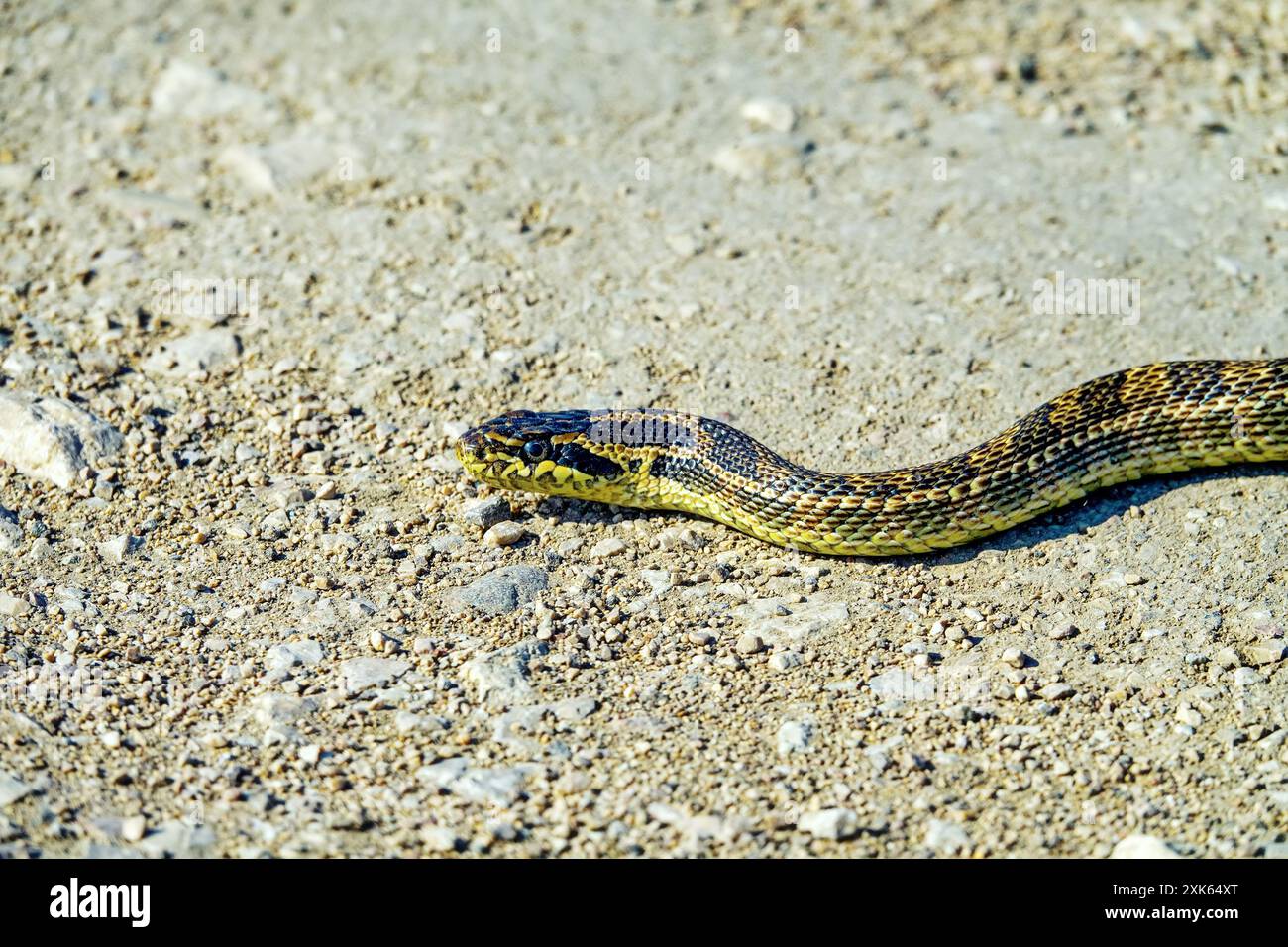 Sarmatian racer, european whip snake (Elaphe sauromates) rare species ...