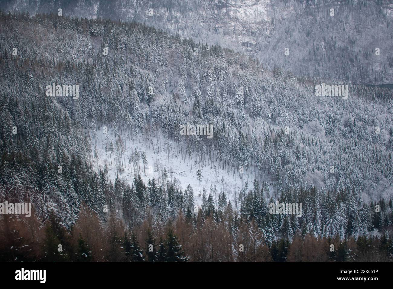 Aerial view on trees covered with snow in Hallstatt, Austria. Top view ...