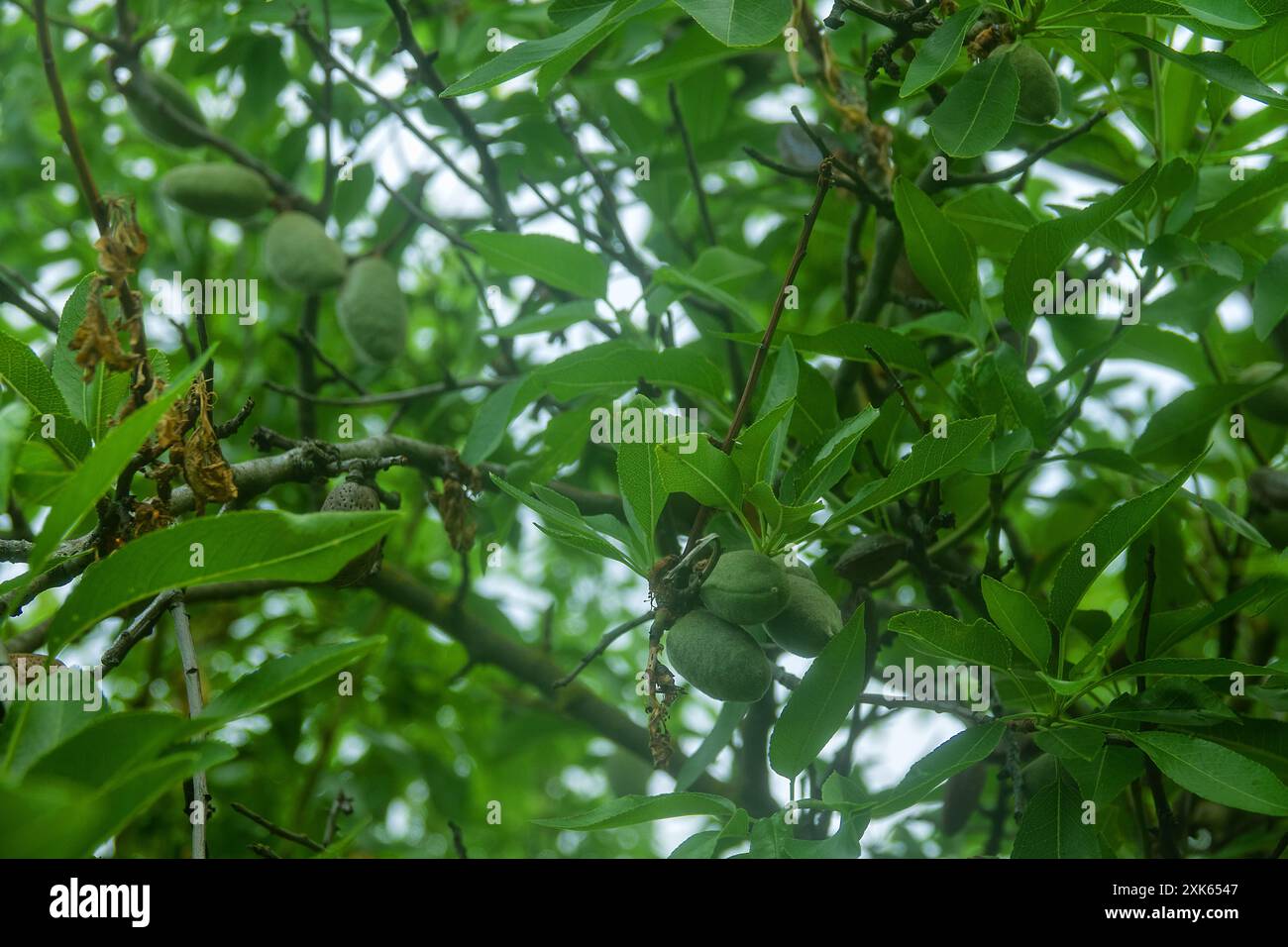Neglected garden. Old almond tree (Amygdalus communis). From last year ...