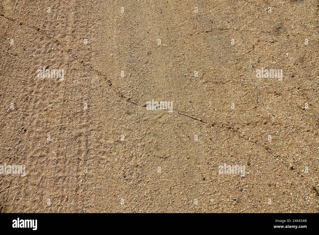 Sandy road after rain. A lot of grape snails paved slug trails in ...