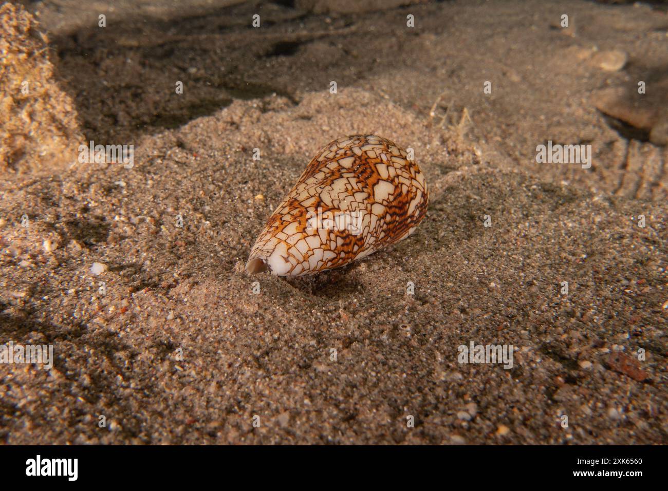 Conus Textile On the seabed in the Red Sea, Eilat Israel Stock Photo ...