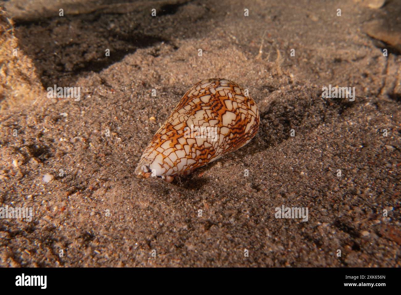 Conus Textile On the seabed in the Red Sea, Eilat Israel Stock Photo ...