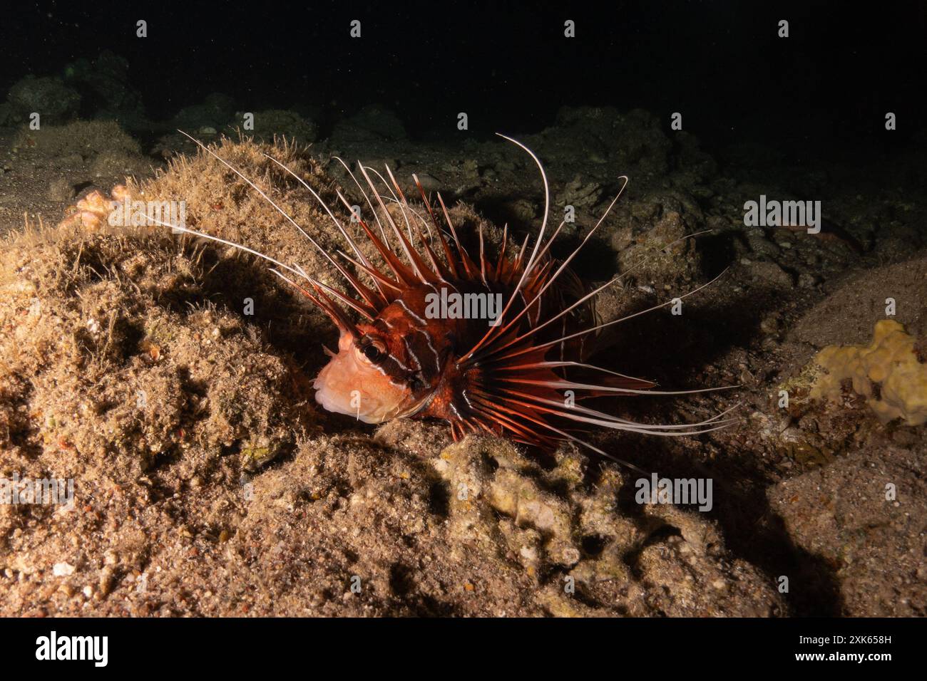 Lionfish in the Red Sea colorful fish, Eilat Israel Stock Photo - Alamy