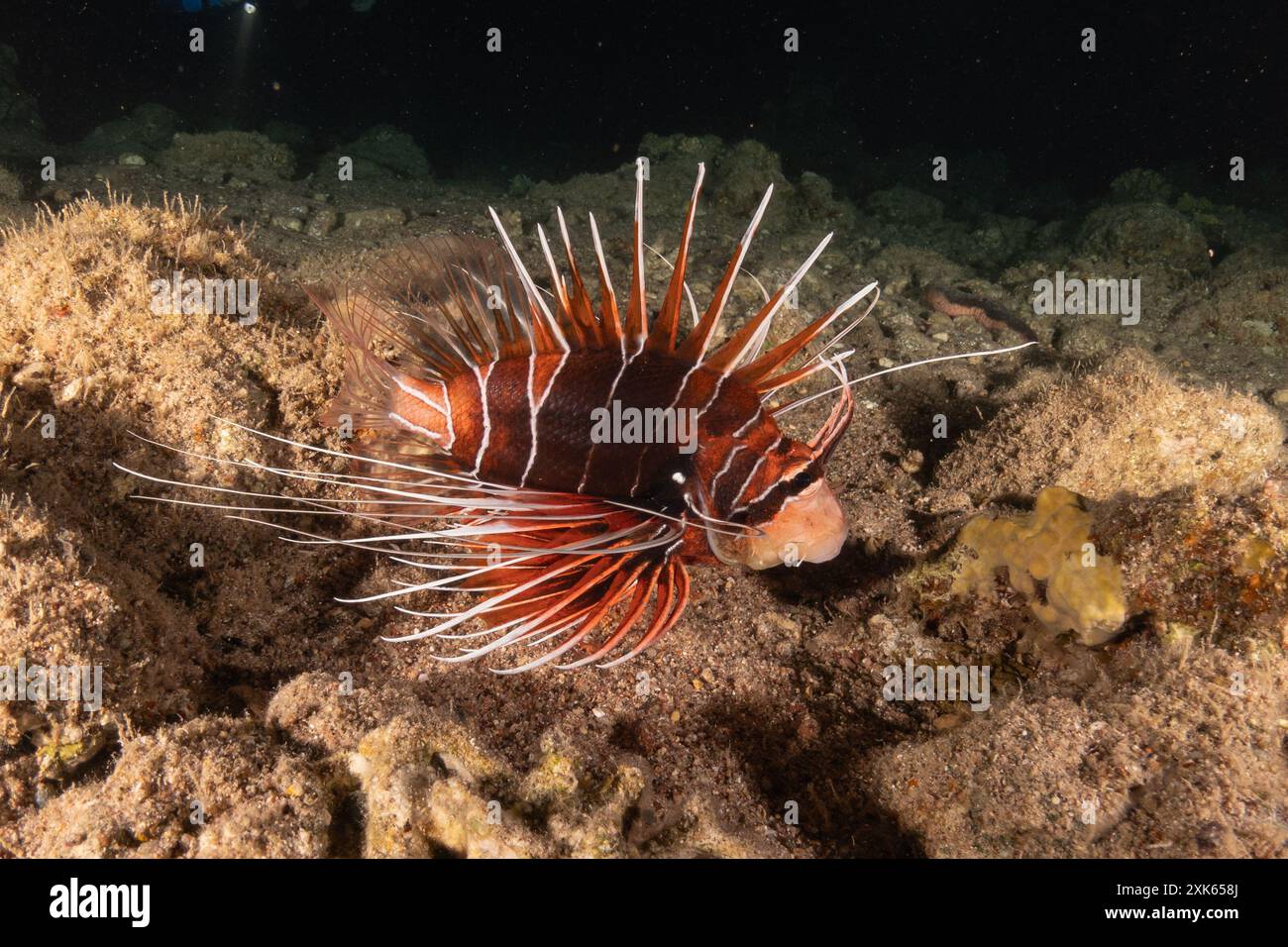 Lionfish in the Red Sea colorful fish, Eilat Israel Stock Photo - Alamy