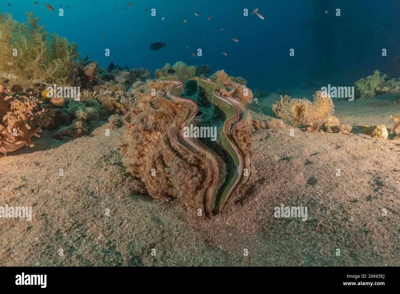 Giant Clam in the Red Sea Colorful and beautiful, Eilat Israel Stock ...
