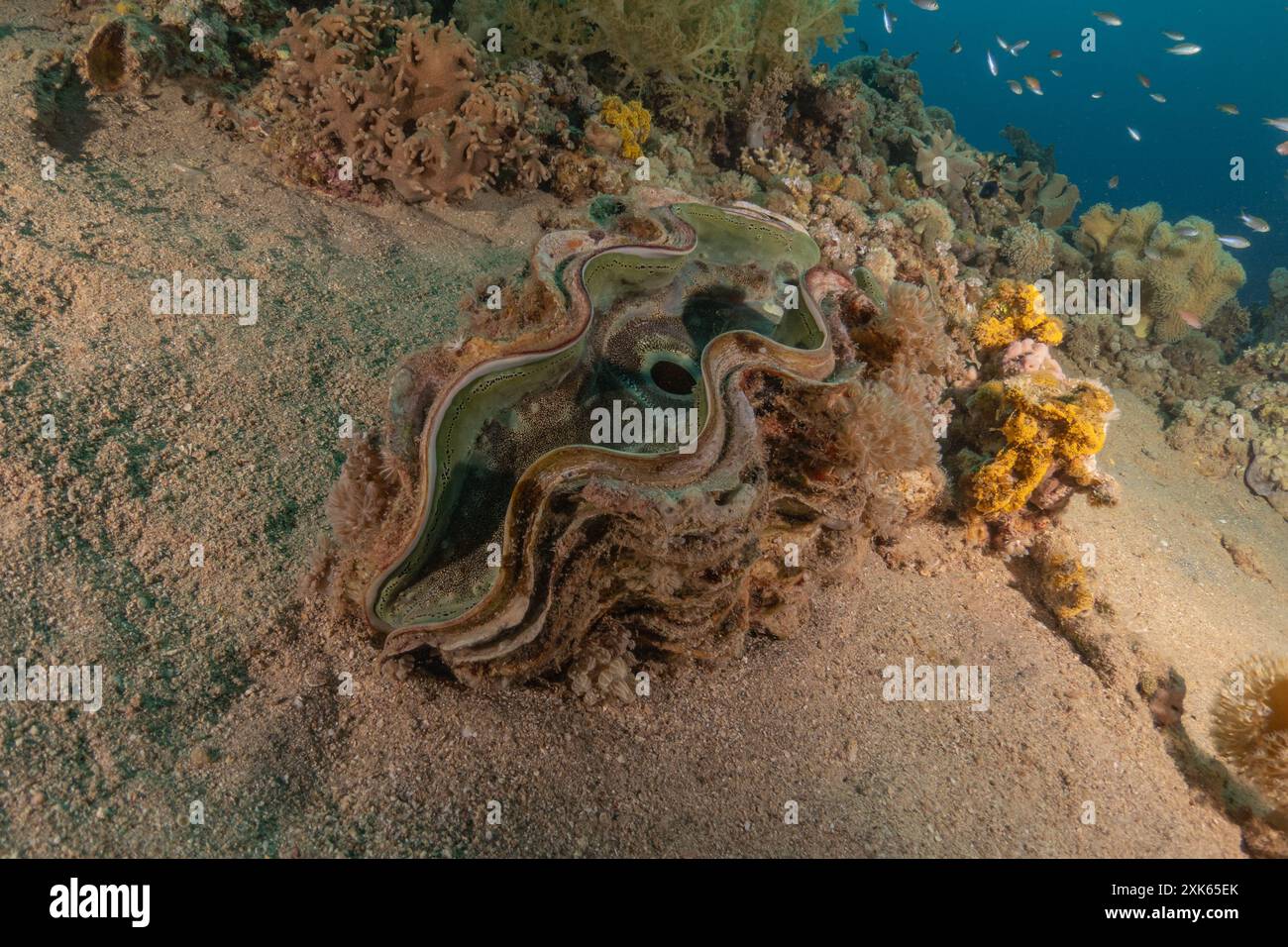Giant Clam in the Red Sea Colorful and beautiful, Eilat Israel Stock ...
