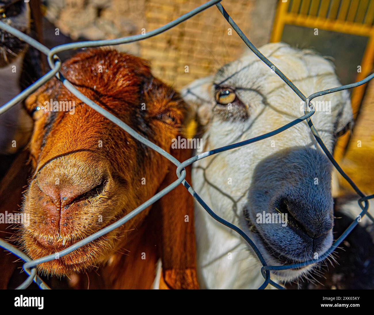 Big eared goats hi-res stock photography and images - Alamy
