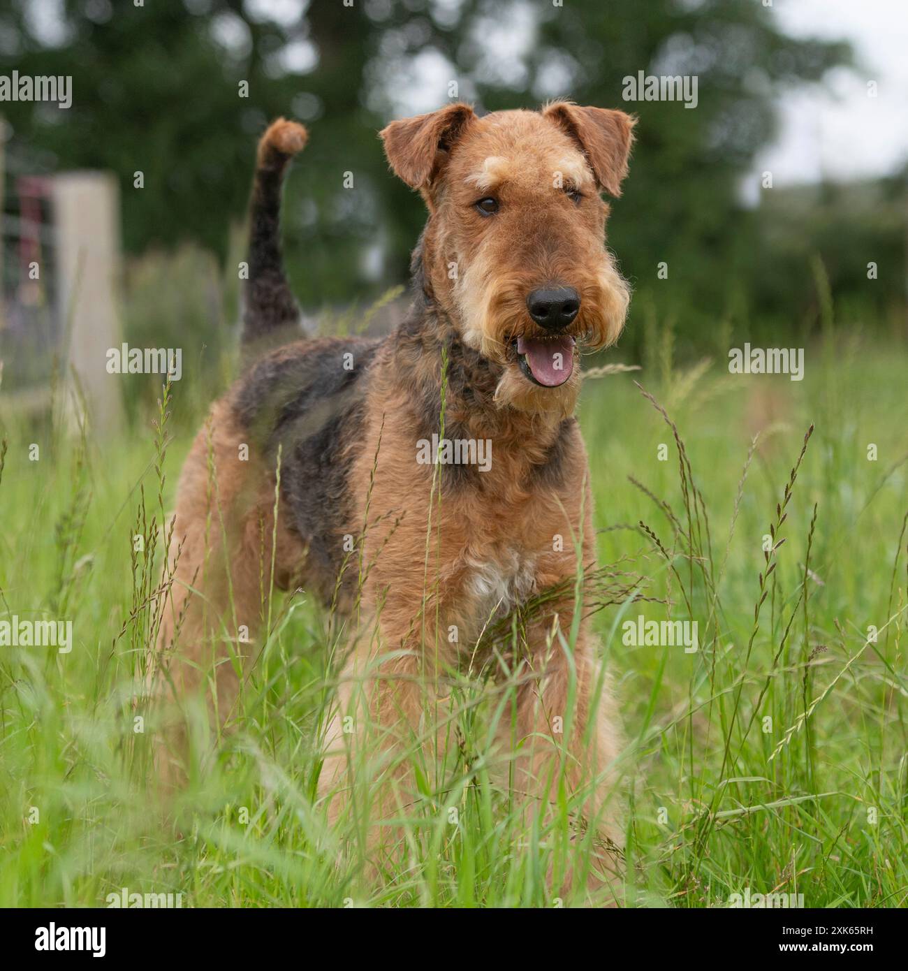 Airedale hi-res stock photography and images - Alamy