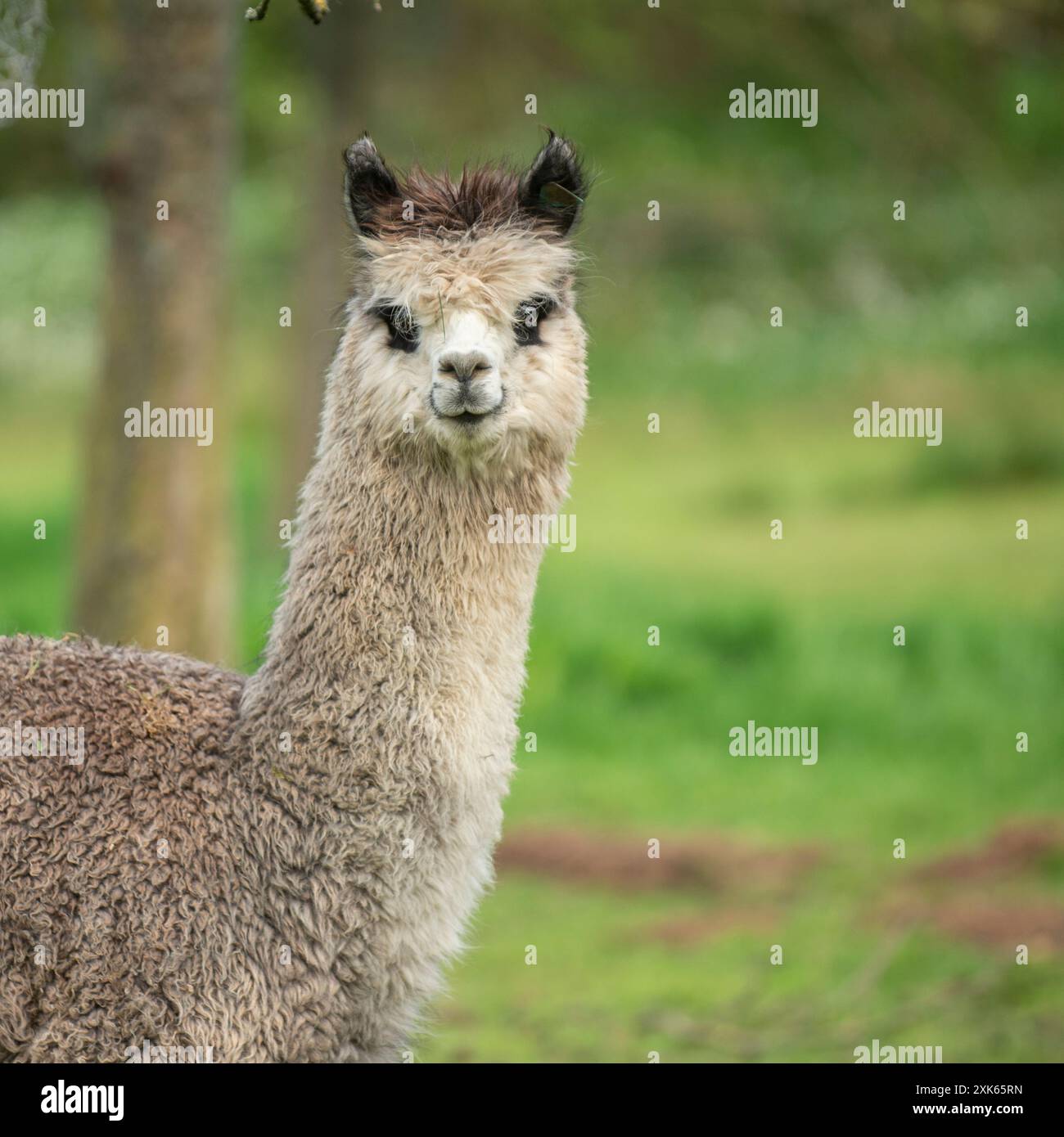 Grey stand hi-res stock photography and images - Alamy