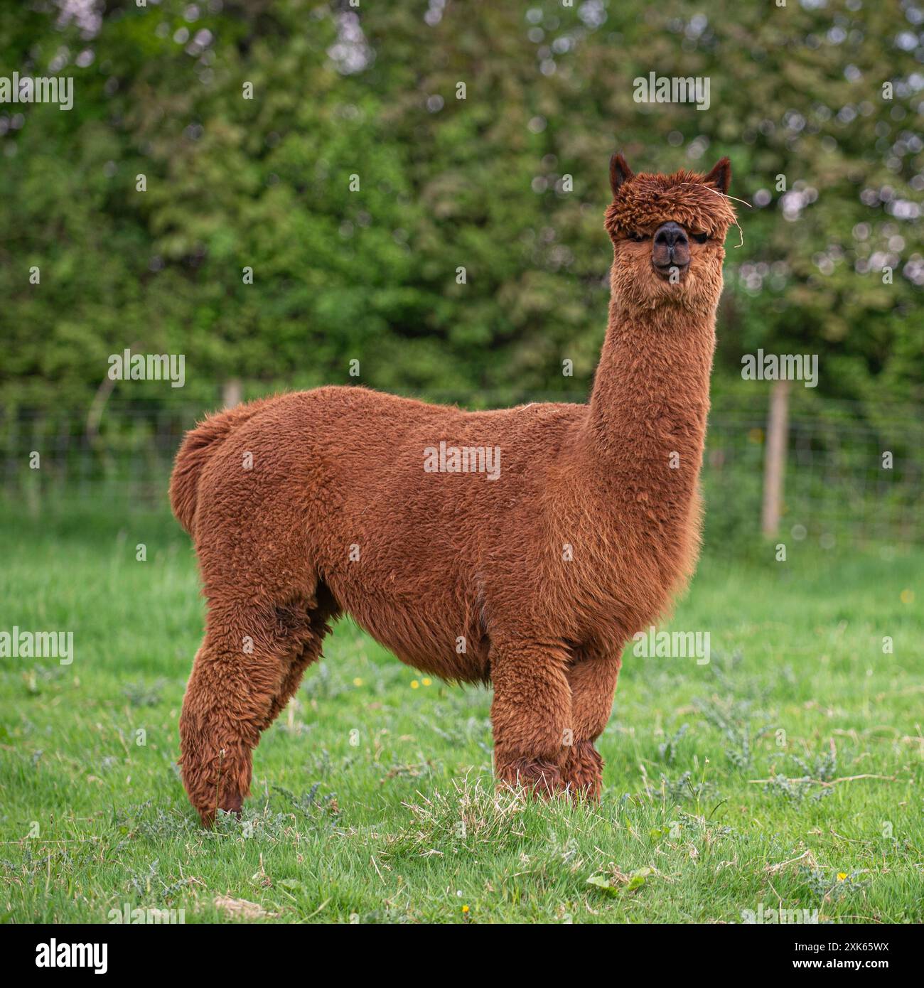Female alpaca in field hi-res stock photography and images - Alamy