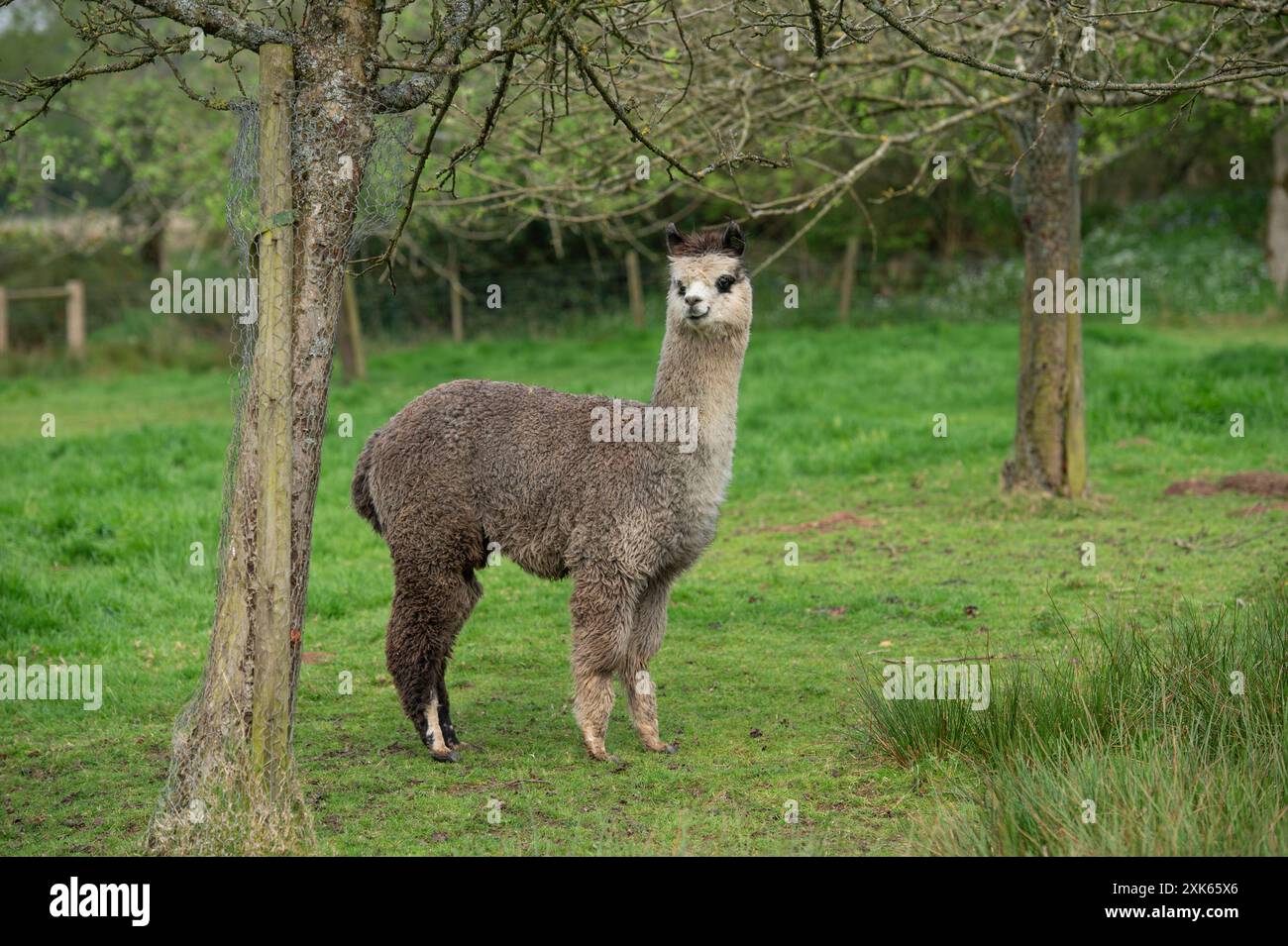 rare grey Alpaca in. a field with trees Stock Photo - Alamy