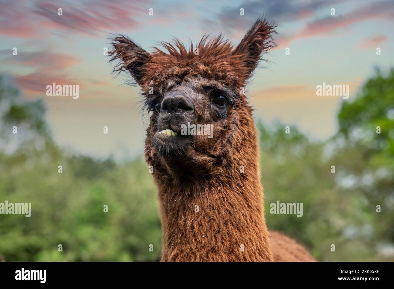 Alpaca mouth open hi-res stock photography and images - Alamy