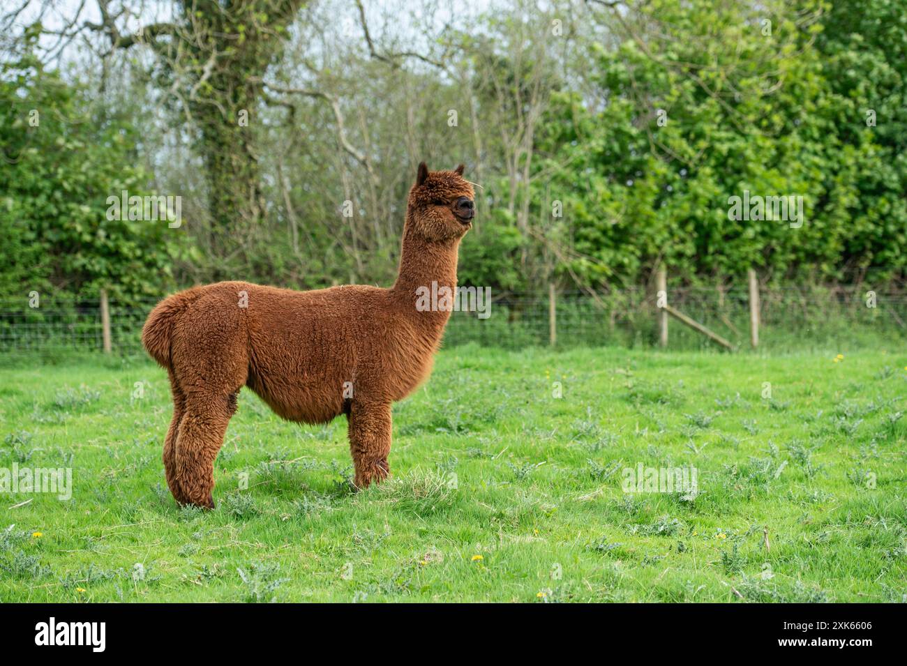 Alpaca side view hi-res stock photography and images - Alamy