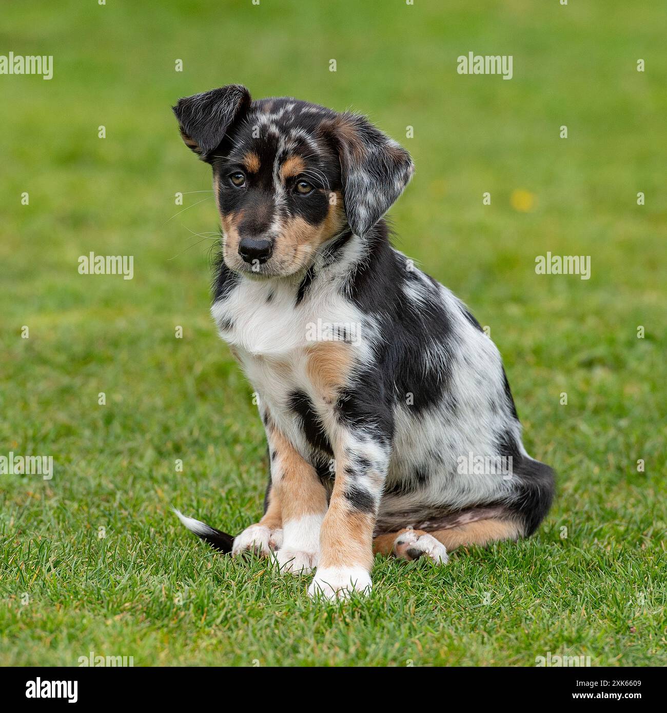 border collie puppy Stock Photo - Alamy