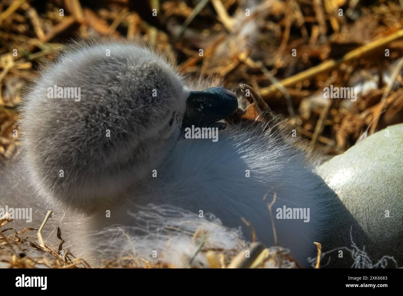 The process of hatching cygnets (Cygnus olor) from an egg in nest. One ...