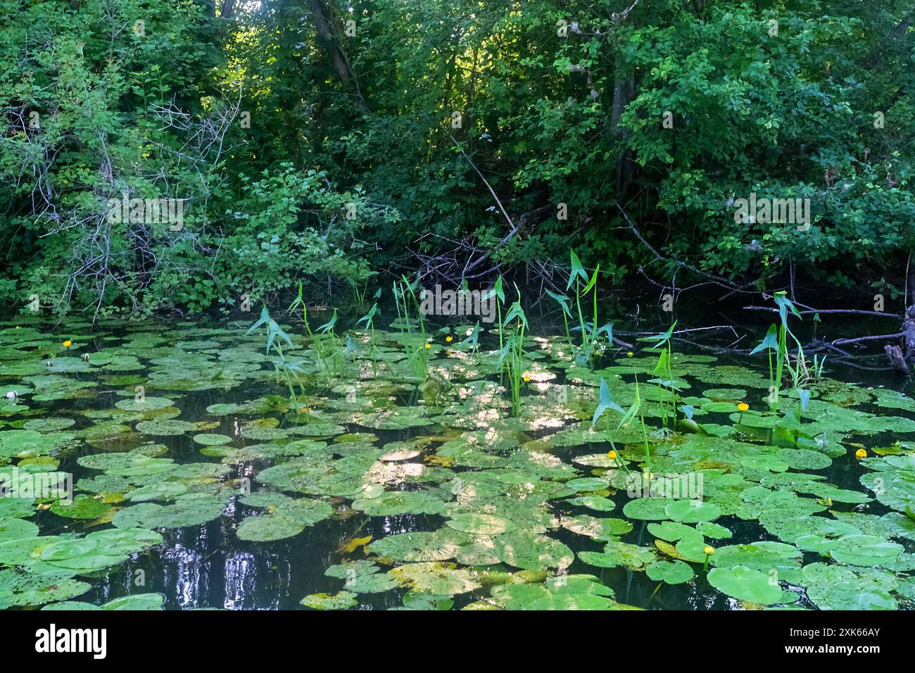 The Northern River billabong, a shallow river dead arm in the delta ...