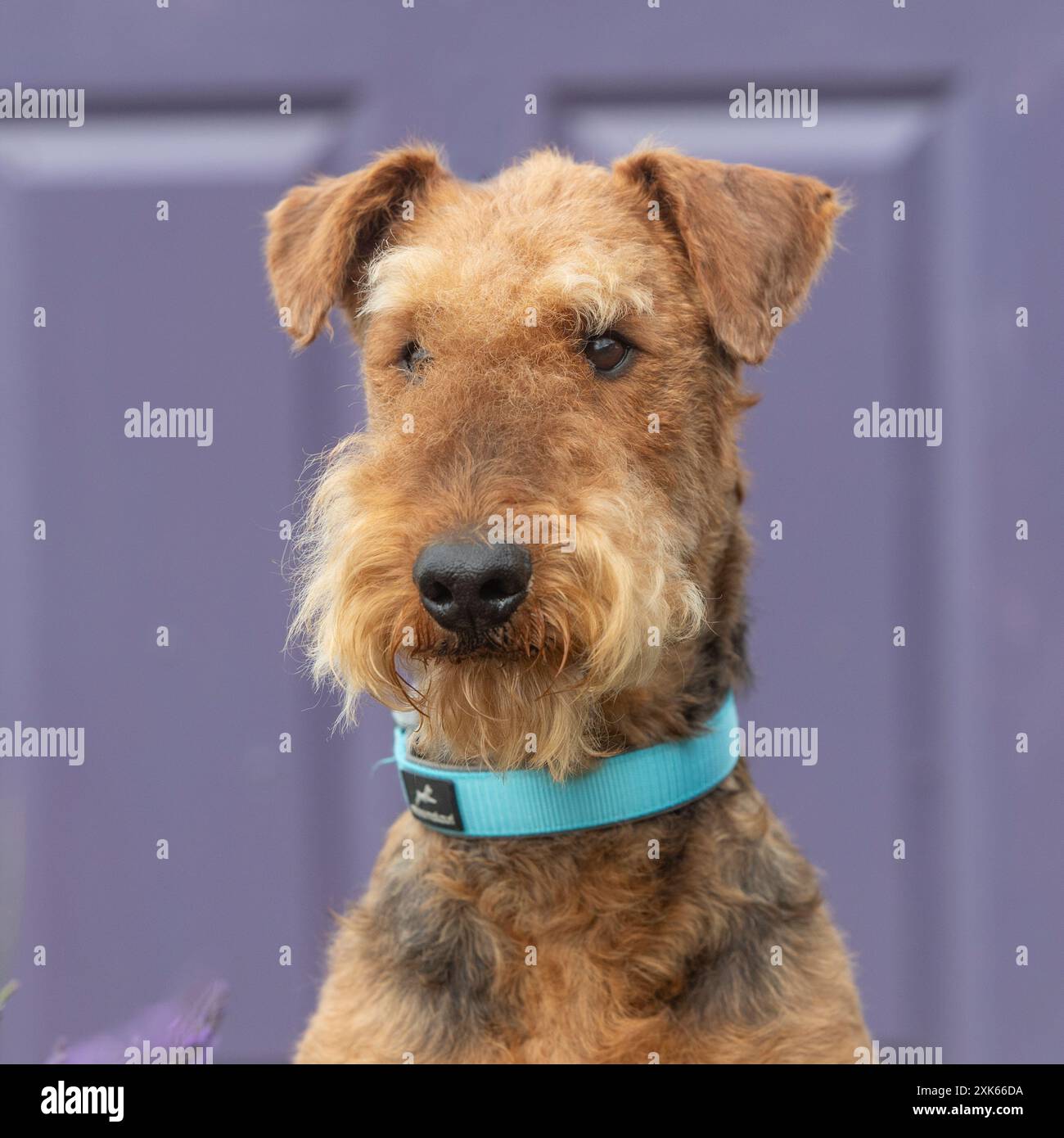 Airedale terrier sitting hi-res stock photography and images - Alamy