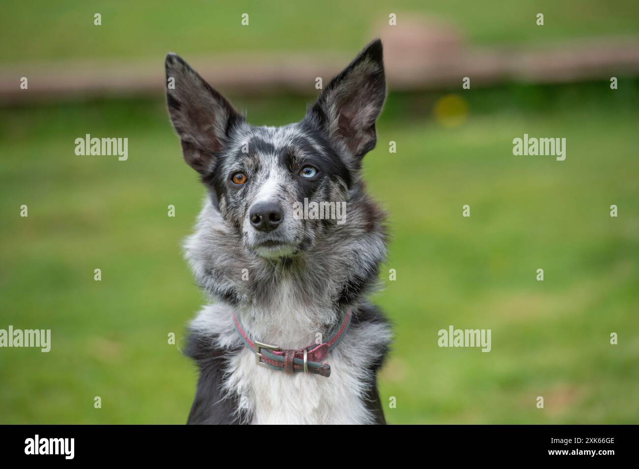 merle Border Collie portrait Stock Photo - Alamy