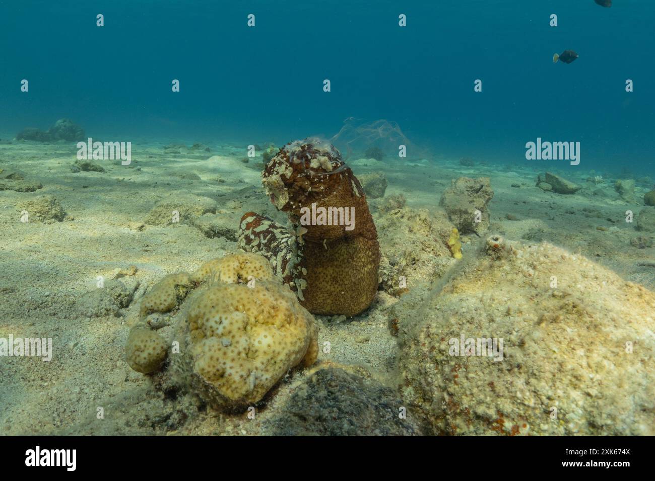 Sea cucumber in the Red Sea Colorful and beautiful, Eilat Israel Stock ...