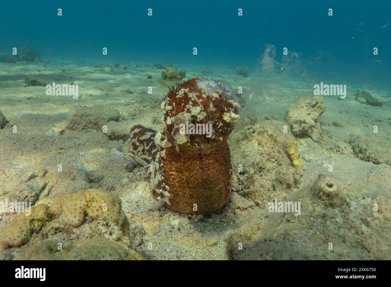 Sea cucumber in the Red Sea Colorful and beautiful, Eilat Israel Stock ...