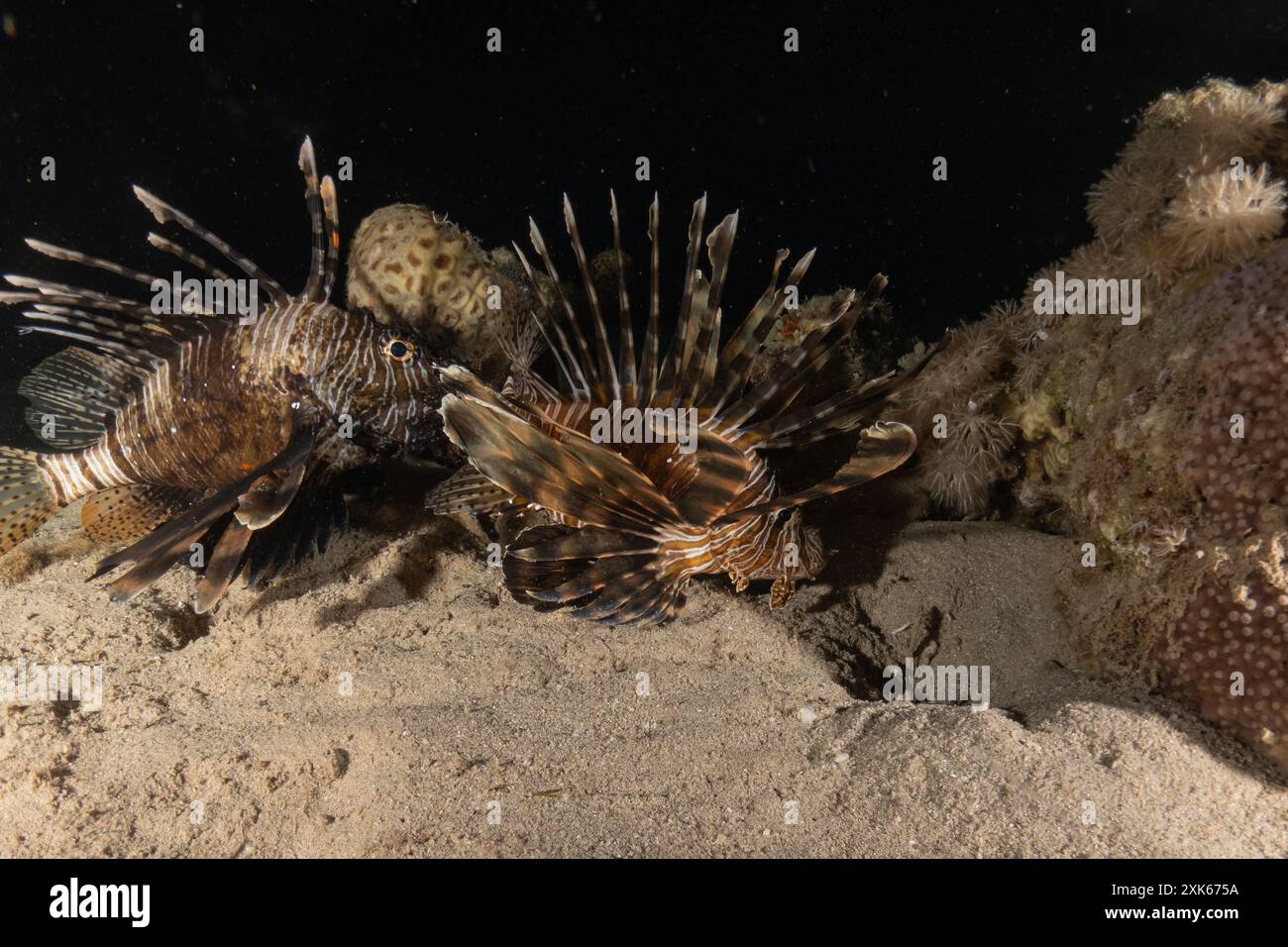 Lionfish in the Red Sea colorful fish, Eilat Israel Stock Photo - Alamy