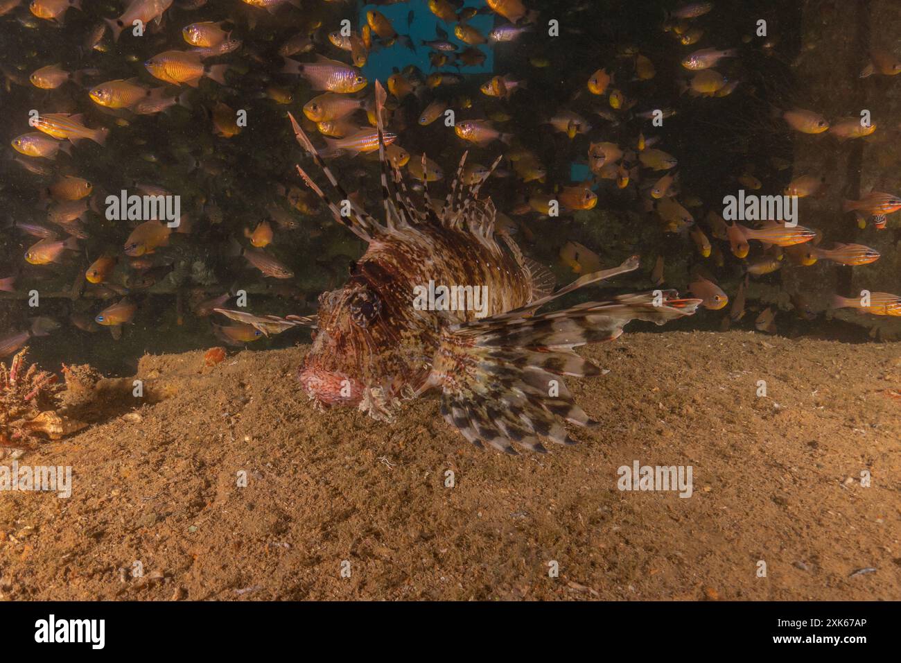 Lionfish in the Red Sea colorful fish, Eilat Israel Stock Photo - Alamy