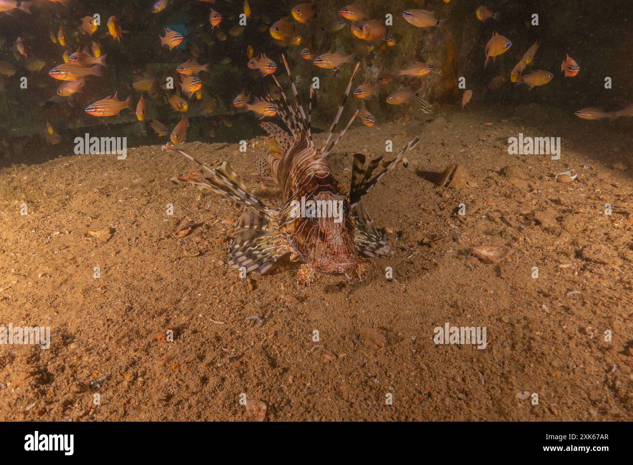 Lionfish in the Red Sea colorful fish, Eilat Israel Stock Photo - Alamy