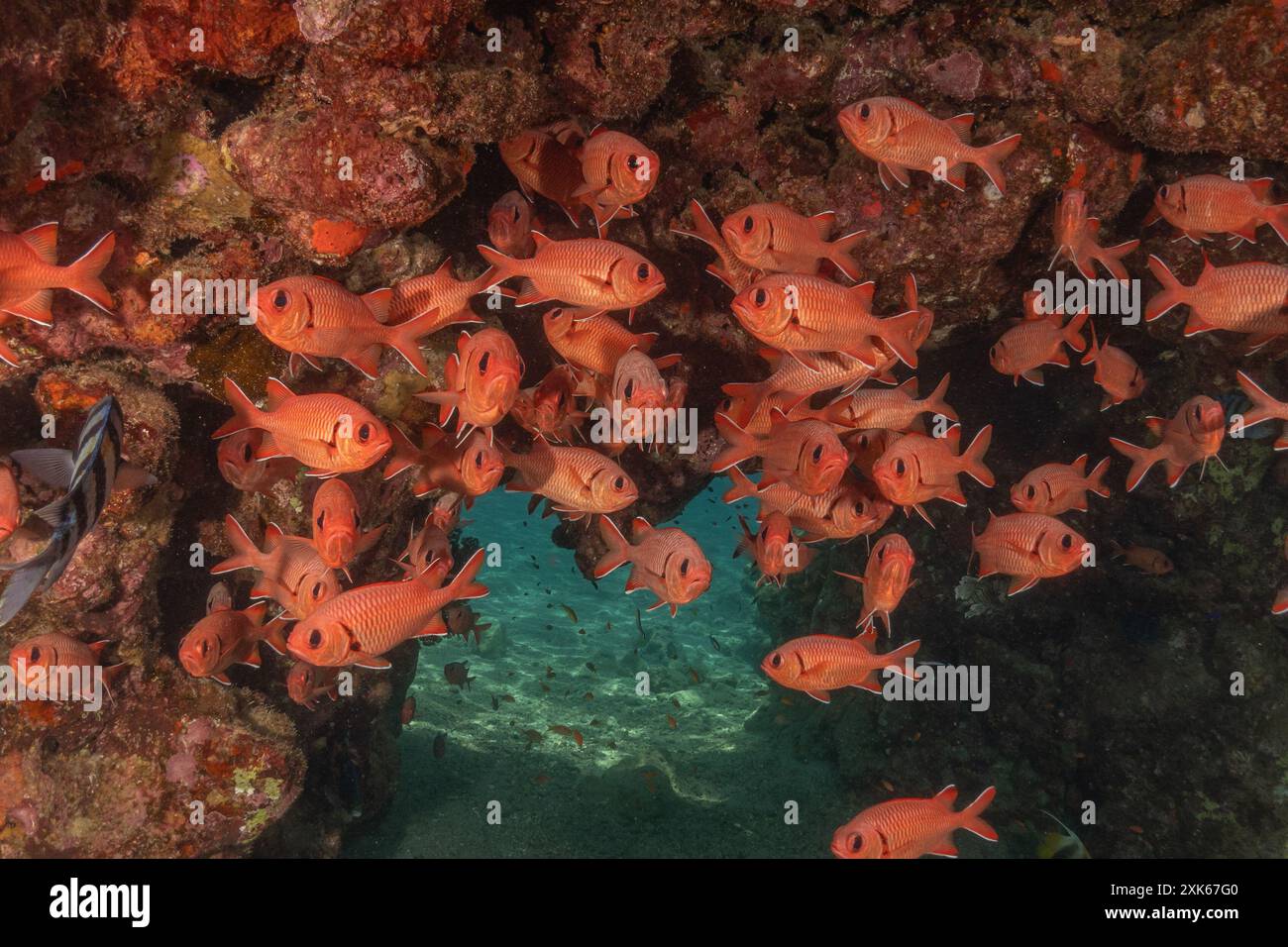 Fish swimming in the Red Sea, colorful fish, Eilat Israel Stock Photo ...