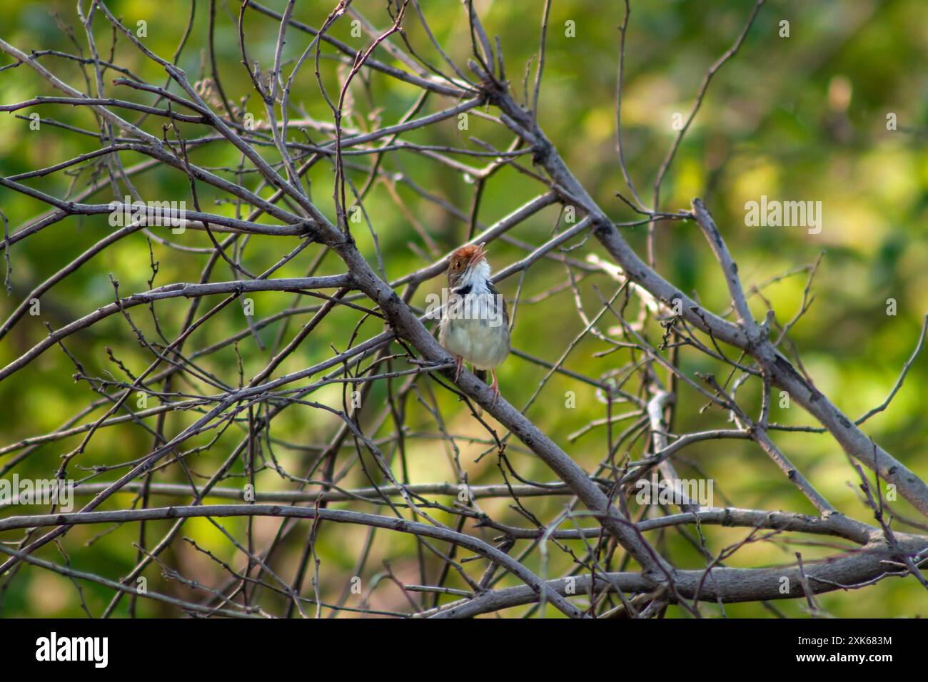 Tailor bird on tree branch Stock Photo - Alamy