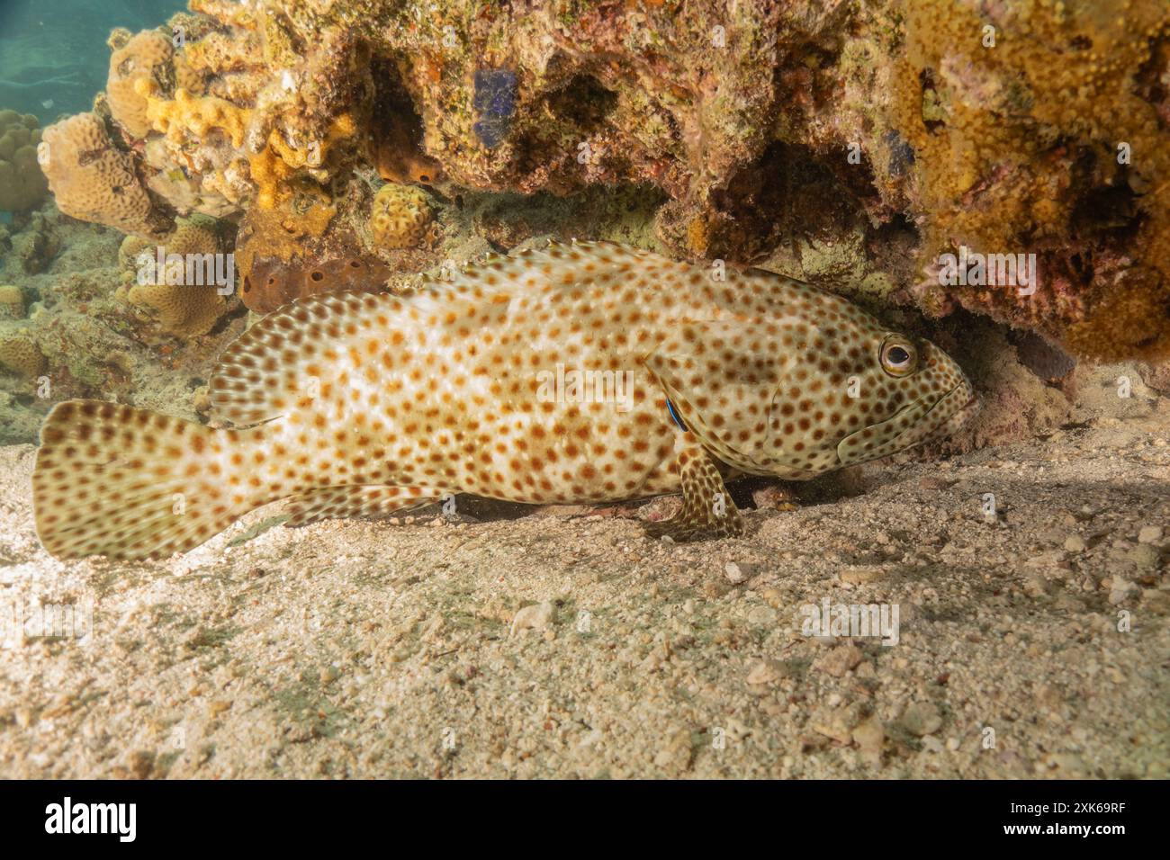 Fish swimming in the Red Sea, colorful fish, Eilat Israel Stock Photo ...