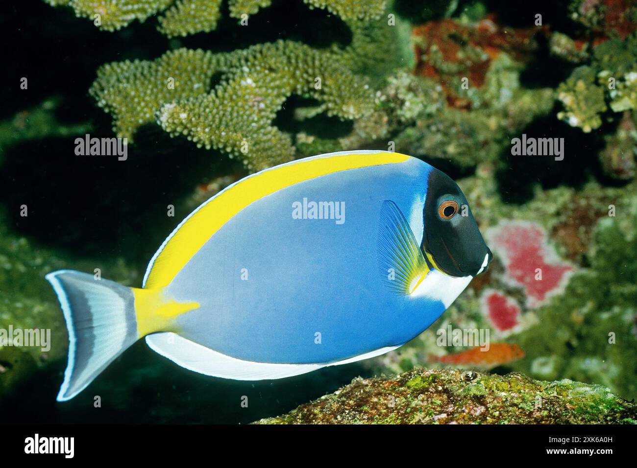 powder blue tang Stock Photo - Alamy