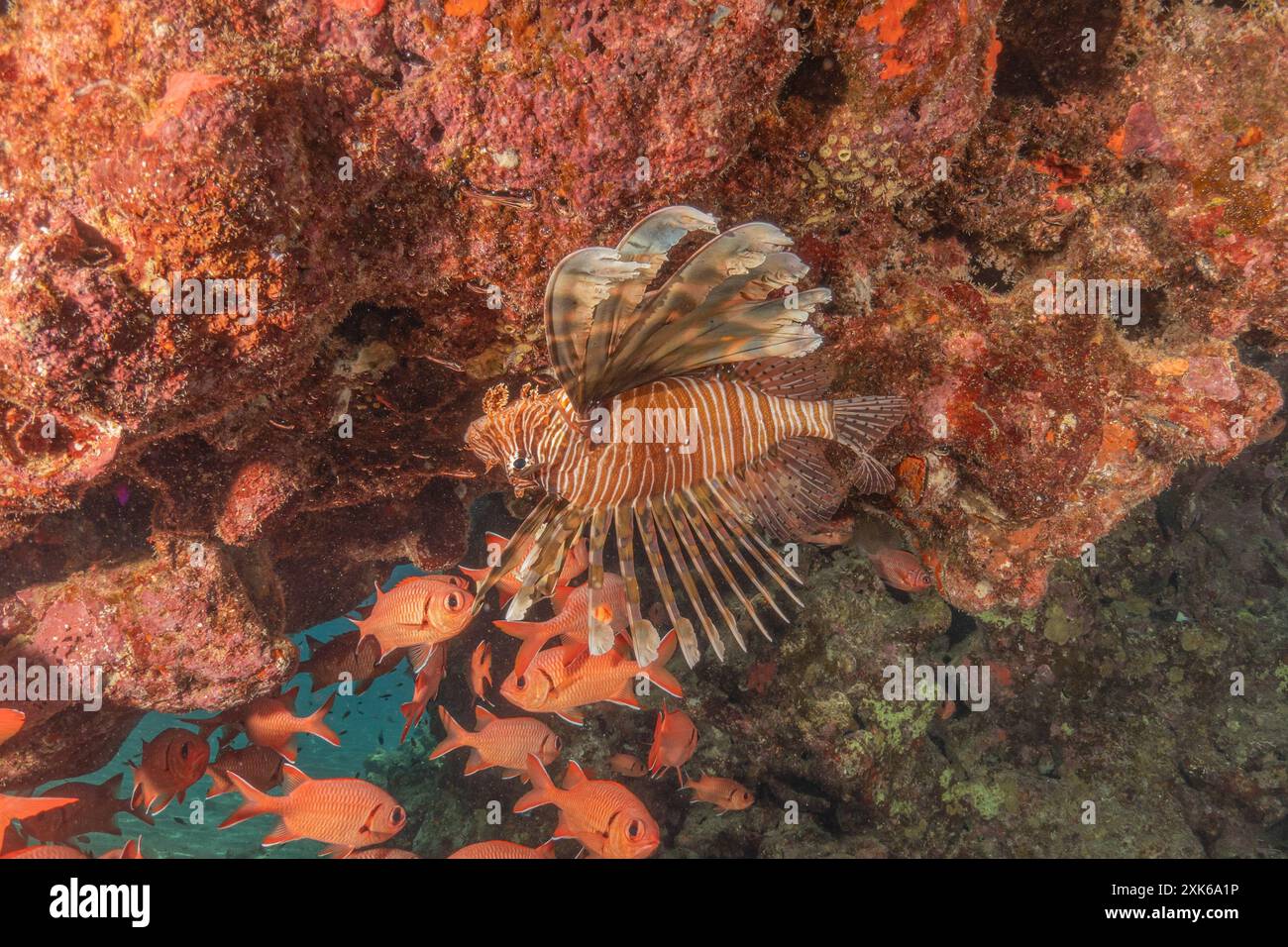 Lionfish in the Red Sea colorful fish, Eilat Israel Stock Photo - Alamy