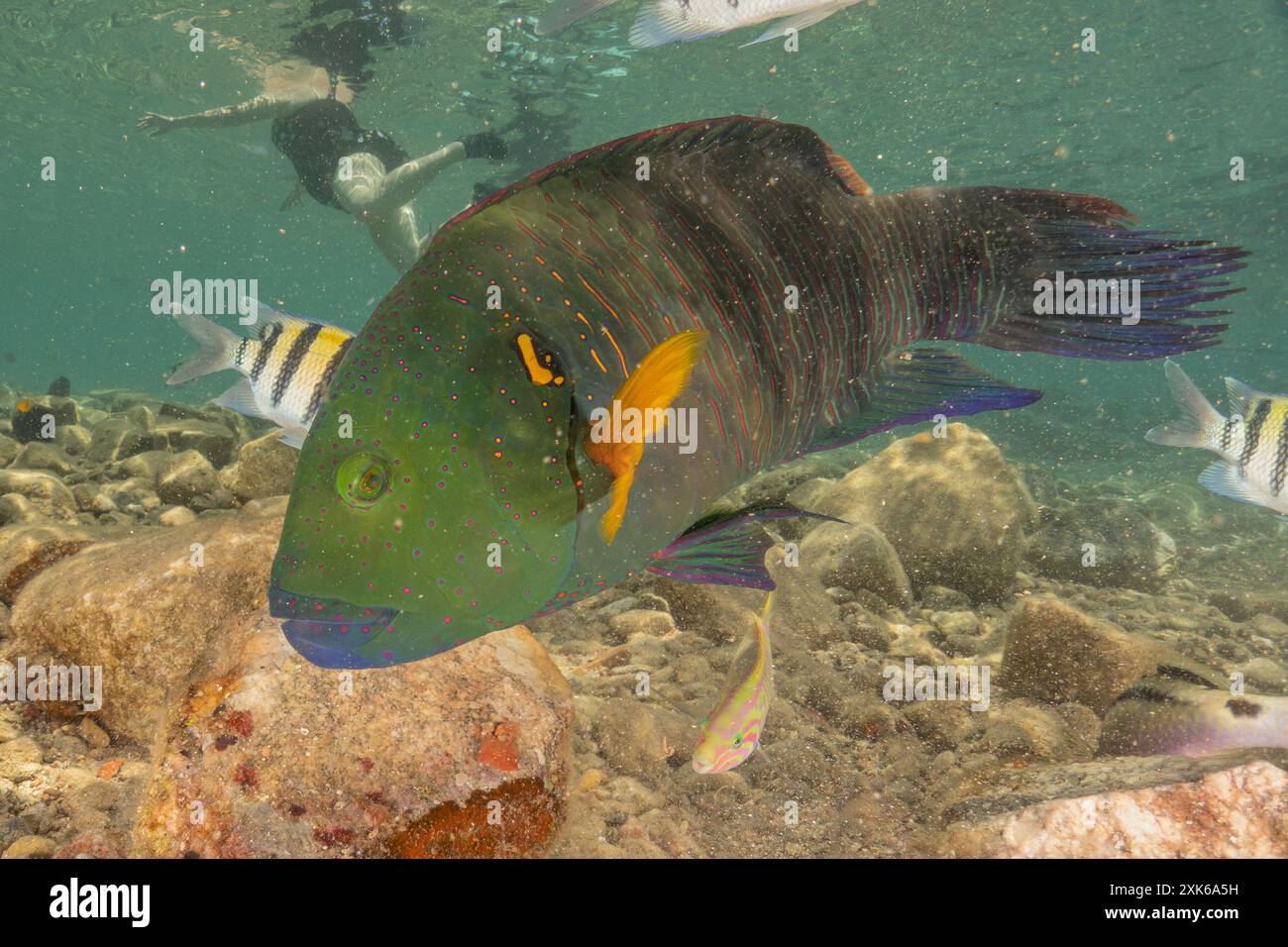 Fish swimming in the Red Sea, colorful fish, Eilat Israel Stock Photo ...