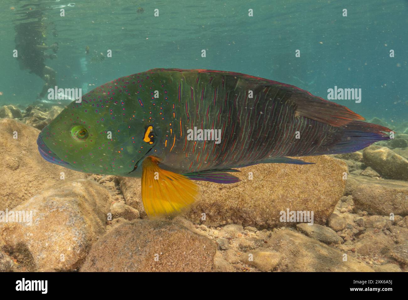 Fish swimming in the Red Sea, colorful fish, Eilat Israel Stock Photo ...