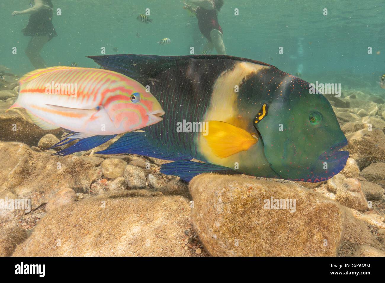 Fish swimming in the Red Sea, colorful fish, Eilat Israel Stock Photo ...